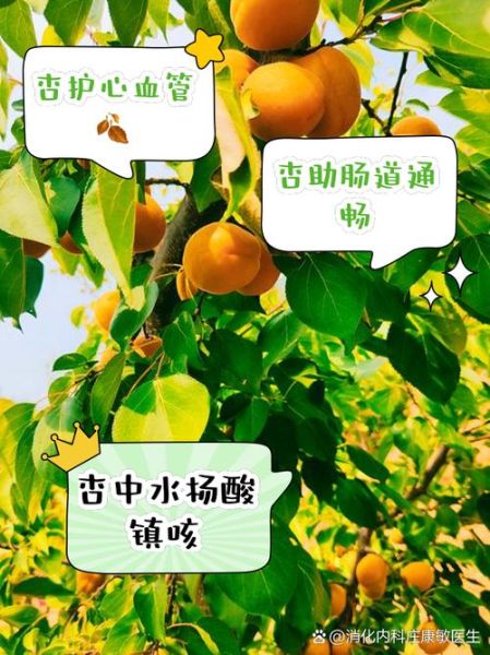 杏子的营养价值_杏子有哪些功效与作用-第2张图片-山城妙识