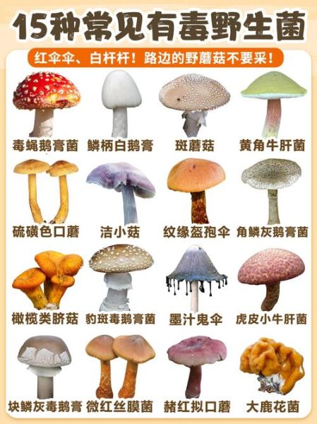 云南野生菌种类有哪些_云南野生菌名称大全-第1张图片-山城妙识