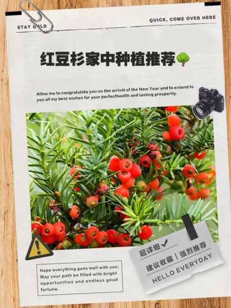 红豆杉种子怎么种_红豆杉种子多久发芽-第3张图片-山城妙识 红豆杉种子怎么种_红豆杉种子多久发芽-第3张图片-山城妙识