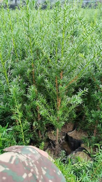 红豆杉种子怎么种_红豆杉种子多久发芽-第1张图片-山城妙识 红豆杉种子怎么种_红豆杉种子多久发芽-第1张图片-山城妙识