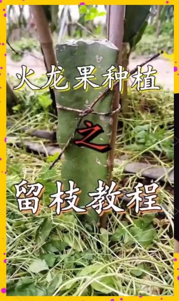 火龙果怎么种_火龙果种植技巧-第1张图片-山城妙识
