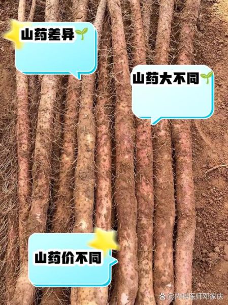 淮山药和铁棍山药的区别_哪个更好-第1张图片-山城妙识