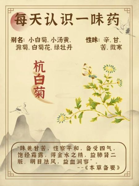 杭白菊的功效与作用_杭白菊和胎菊哪个好-第1张图片-山城妙识