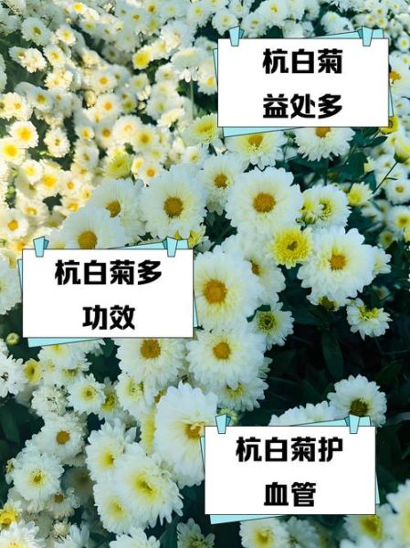杭白菊的功效与作用_杭白菊和胎菊哪个好-第2张图片-山城妙识