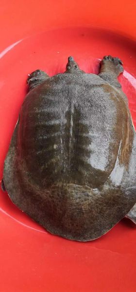 甲鱼批发价格多少钱一斤_甲鱼批发哪里便宜-第1张图片-山城妙识