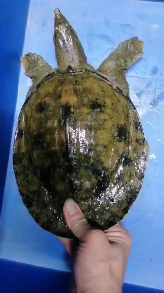 甲鱼批发价格多少钱一斤_甲鱼批发哪里便宜-第2张图片-山城妙识
