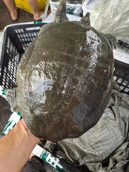 甲鱼批发价格多少钱一斤_甲鱼批发哪里便宜-第3张图片-山城妙识