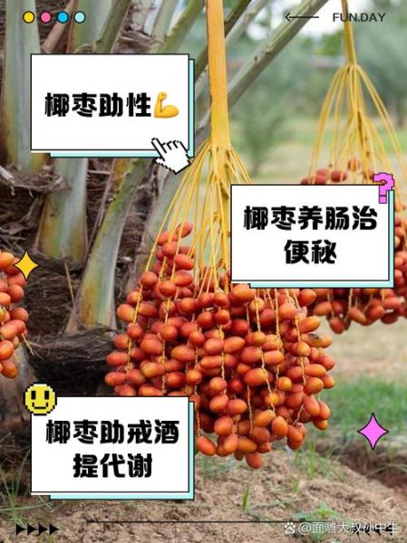 椰枣有什么营养_椰枣的功效与作用-第3张图片-山城妙识 椰枣有什么营养_椰枣的功效与作用-第3张图片-山城妙识