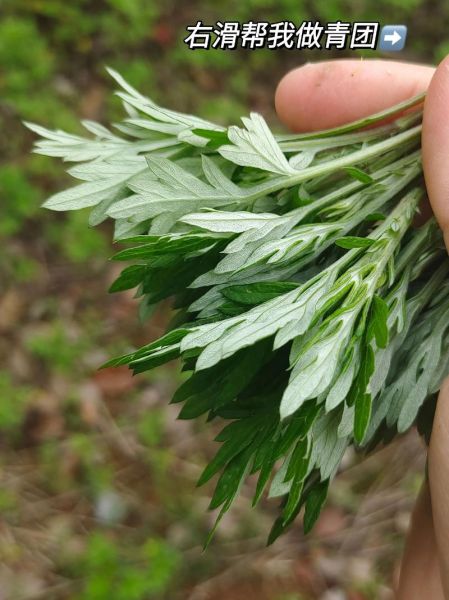 糯米青团用什么粉_青团艾草怎么处理-第1张图片-山城妙识