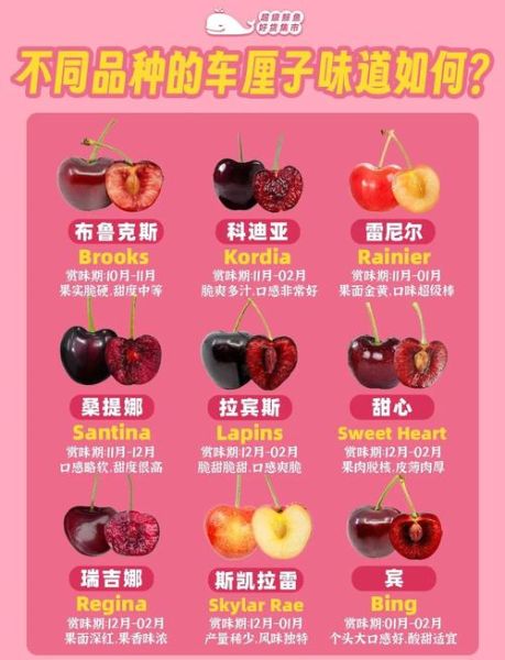 车厘子季节是哪几个月_车厘子几月份最好吃-第3张图片-山城妙识