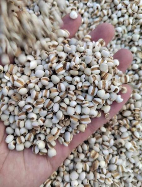 薏米是什么米_薏米长什么样-第1张图片-山城妙识
