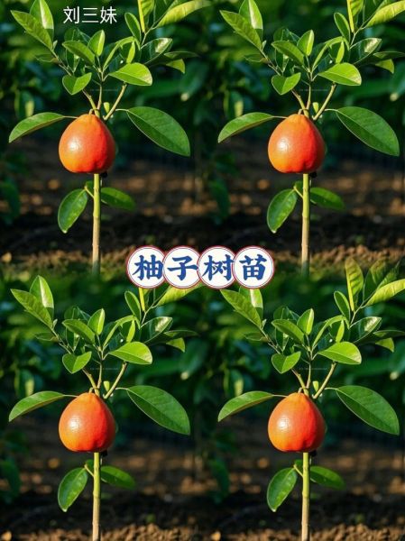 柚子树怎么种_柚子树几年结果-第1张图片-山城妙识