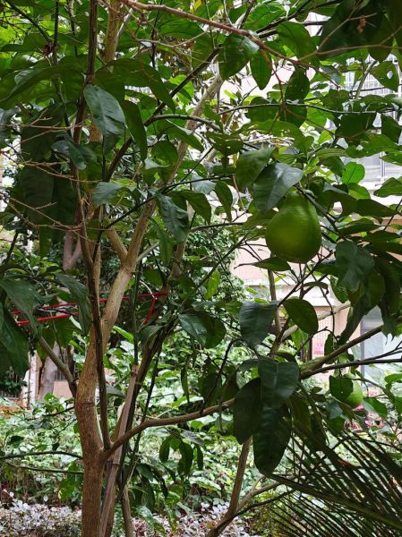 柚子树怎么种_柚子树几年结果-第3张图片-山城妙识