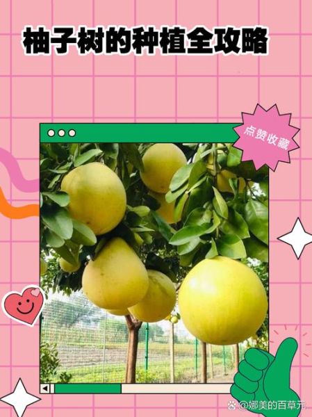 柚子树怎么种_柚子树几年结果-第2张图片-山城妙识