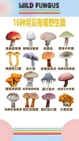 野生毒蘑菇图片大全_如何分辨毒蘑菇-第1张图片-山城妙识