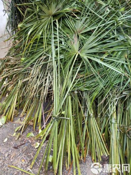 粽叶树图片_粽叶树长什么样-第1张图片-山城妙识