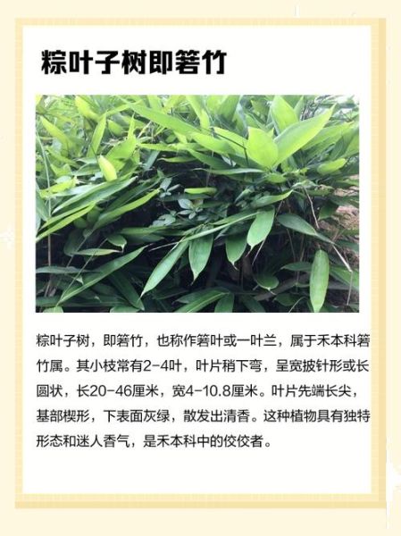 粽叶树图片_粽叶树长什么样-第3张图片-山城妙识