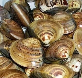 文蛤读音是什么_文蛤怎么读才标准-第2张图片-山城妙识 文蛤读音是什么_文蛤怎么读才标准-第2张图片-山城妙识