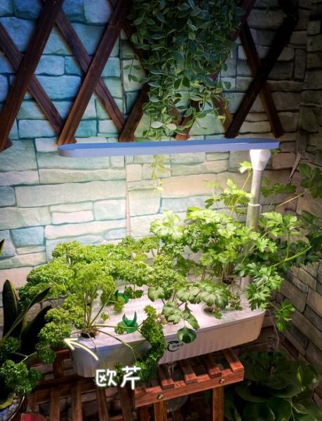 欧芹是香菜吗_欧芹和香菜的区别-第1张图片-山城妙识