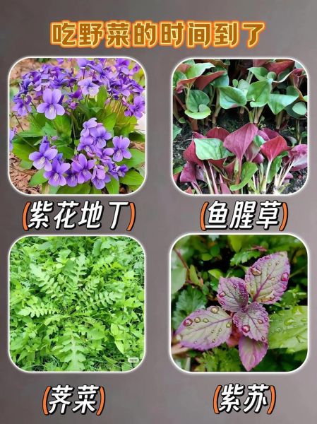 农村野菜图片及名称大全_农村野菜有哪些-第1张图片-山城妙识 农村野菜图片及名称大全_农村野菜有哪些-第1张图片-山城妙识