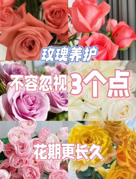 玫瑰花怎么处理不浪费_玫瑰花瓣怎么保存-第2张图片-山城妙识