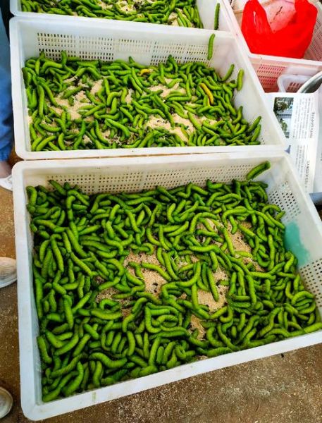 豆丹养殖技术_豆丹养殖成本利润-第1张图片-山城妙识