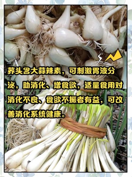 荞头有什么功效与禁忌_哪些人不能吃荞头-第2张图片-山城妙识