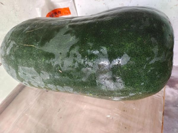 大冬瓜图片怎么拍_大冬瓜高清图哪里找-第1张图片-山城妙识