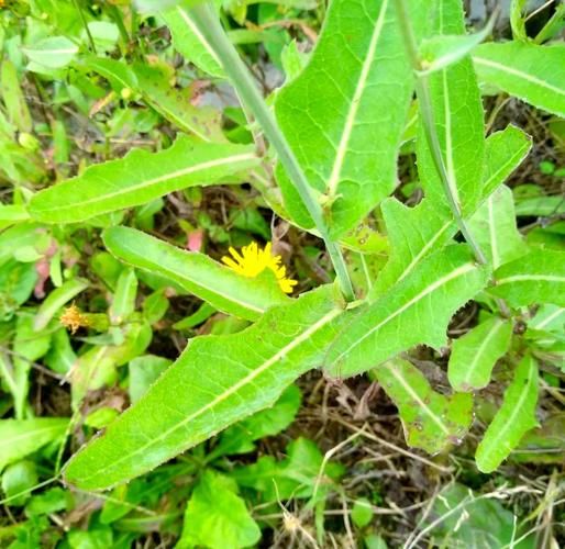 长裂苦苣菜图片_长什么样-第1张图片-山城妙识 长裂苦苣菜图片_长什么样-第1张图片-山城妙识