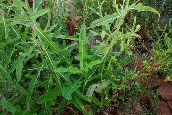 长裂苦苣菜图片_长什么样-第2张图片-山城妙识 长裂苦苣菜图片_长什么样-第2张图片-山城妙识