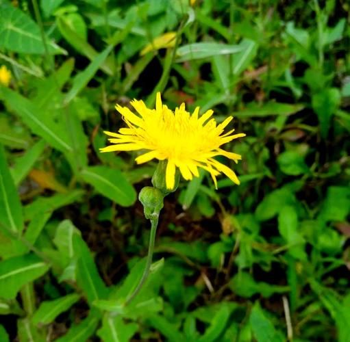 长裂苦苣菜图片_长什么样-第3张图片-山城妙识 长裂苦苣菜图片_长什么样-第3张图片-山城妙识