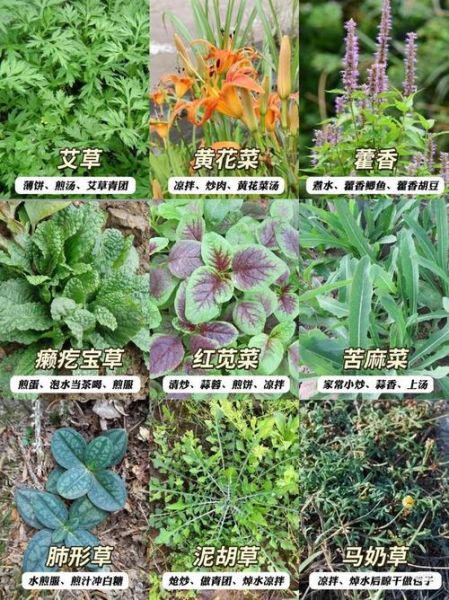 能吃的100种野菜有哪些_如何安全采摘与食用-第2张图片-山城妙识 能吃的100种野菜有哪些_如何安全采摘与食用-第2张图片-山城妙识