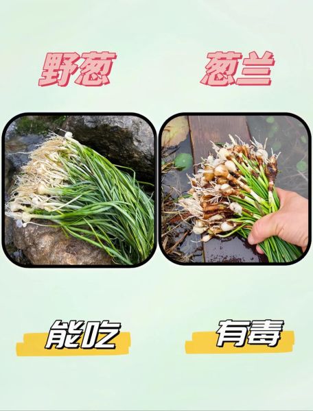 能吃的100种野菜有哪些_如何安全采摘与食用-第3张图片-山城妙识 能吃的100种野菜有哪些_如何安全采摘与食用-第3张图片-山城妙识