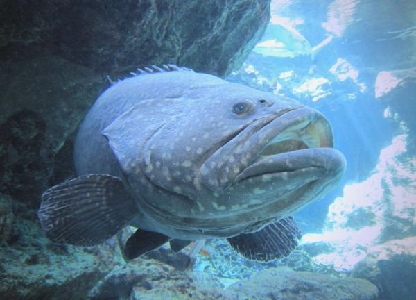 最贵的石斑鱼有哪些_为什么龙趸鱼价格最高-第1张图片-山城妙识