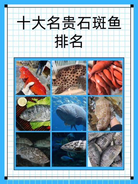 最贵的石斑鱼有哪些_为什么龙趸鱼价格最高-第2张图片-山城妙识