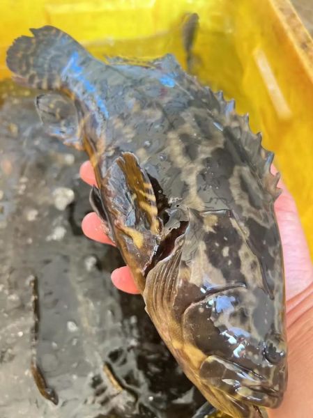 最贵的石斑鱼有哪些_为什么龙趸鱼价格最高-第3张图片-山城妙识