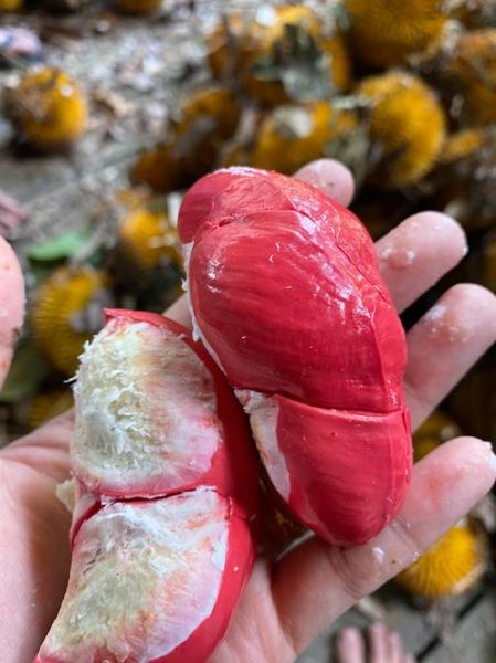 榴莲阳性是真的吗_吃榴莲会导致核酸假阳性吗-第1张图片-山城妙识