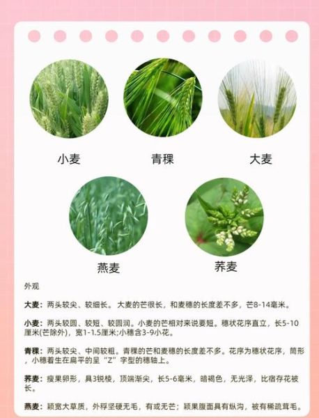 燕麦多少钱一斤_燕麦价格为什么差别这么大-第2张图片-山城妙识