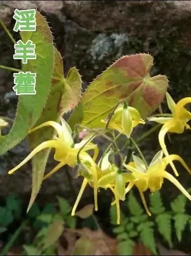 仙灵脾又叫什么_仙灵脾和淫羊藿一样吗-第1张图片-山城妙识