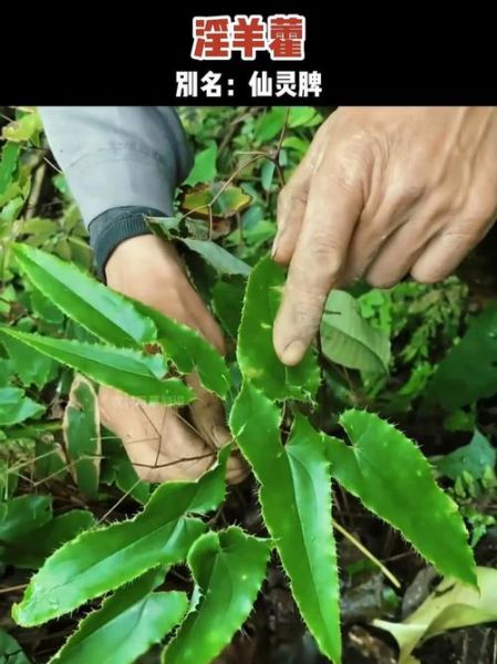 仙灵脾又叫什么_仙灵脾和淫羊藿一样吗-第2张图片-山城妙识