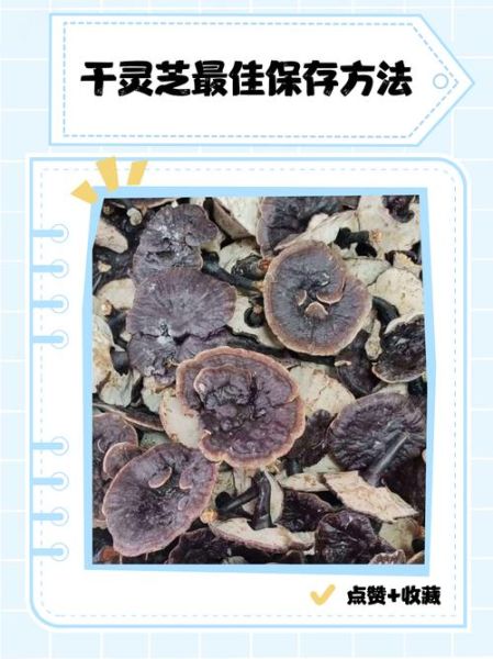 干灵芝多少钱一斤_野生与栽培价格差多少-第3张图片-山城妙识