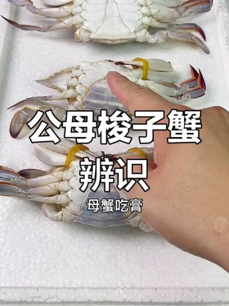 螃蟹怎么分公母_螃蟹公母图片对比-第1张图片-山城妙识