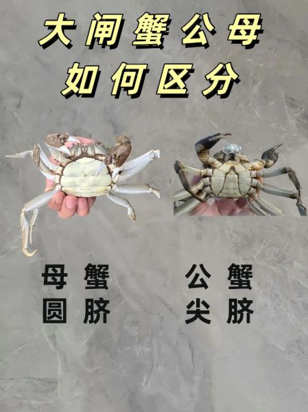 螃蟹怎么分公母_螃蟹公母图片对比-第2张图片-山城妙识