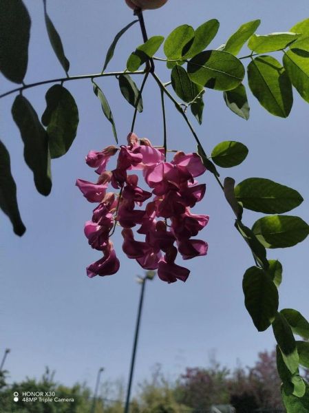 红槐花能吃吗_红槐花与香花槐区别-第1张图片-山城妙识