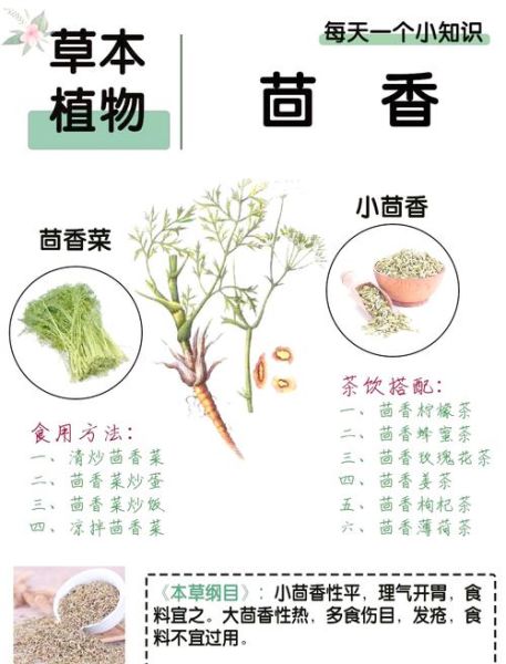 茴香叶的功效与作用_茴香叶怎么吃最好-第3张图片-山城妙识