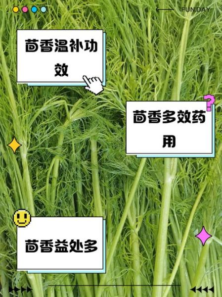 茴香叶的功效与作用_茴香叶怎么吃最好-第2张图片-山城妙识