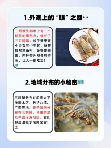 三眼蟹和梭子蟹的区别_哪个更好吃-第1张图片-山城妙识 三眼蟹和梭子蟹的区别_哪个更好吃-第1张图片-山城妙识