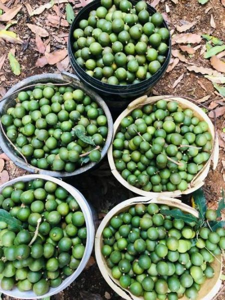 夏威夷果产地在哪里_夏威夷果哪里产的最好-第1张图片-山城妙识 夏威夷果产地在哪里_夏威夷果哪里产的最好-第1张图片-山城妙识