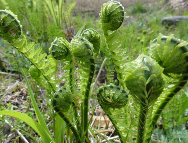 广东菜山野菜有哪些_山野菜怎么吃最地道-第2张图片-山城妙识 广东菜山野菜有哪些_山野菜怎么吃最地道-第2张图片-山城妙识