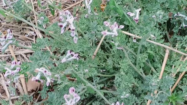 苦地丁的功效与作用_苦地丁能治疗哪些疾病-第1张图片-山城妙识 苦地丁的功效与作用_苦地丁能治疗哪些疾病-第1张图片-山城妙识